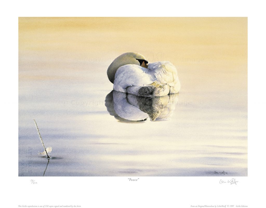 ‘Peace’ – Mute Swan print – Colin Woolf Fine Art ‘Peace’ – Mute Swan print – Colin Woolf Fine Art