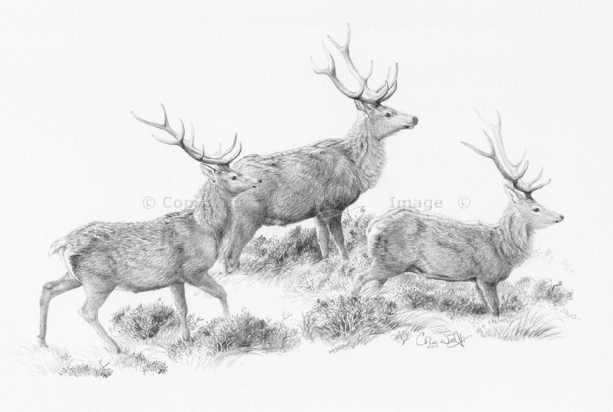 Stag Deer Drawing