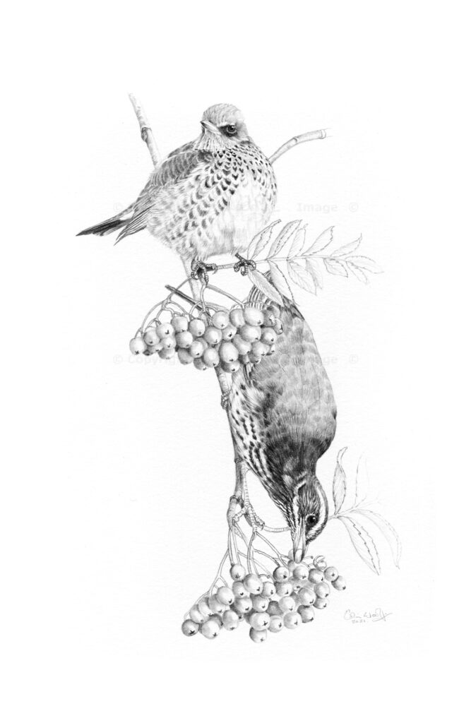Fieldfare and Redwing – Colin Woolf Fine Art