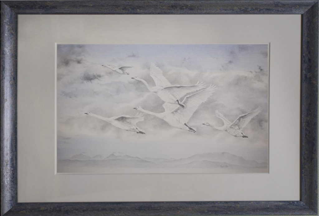 ‘On Platinum Wings’ -Whooper Swans – silverpoint – Colin Woolf Fine Art