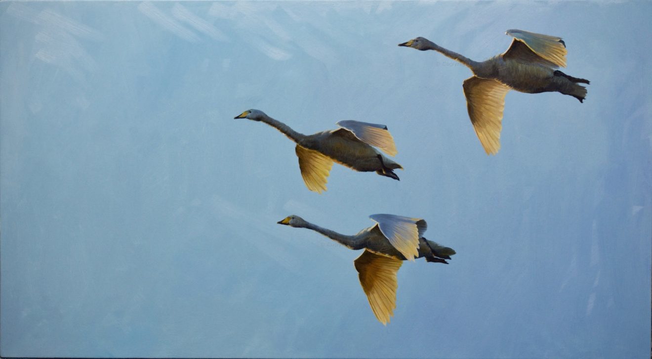 Sunset flight – Whooper Swans – Colin Woolf Fine Art
