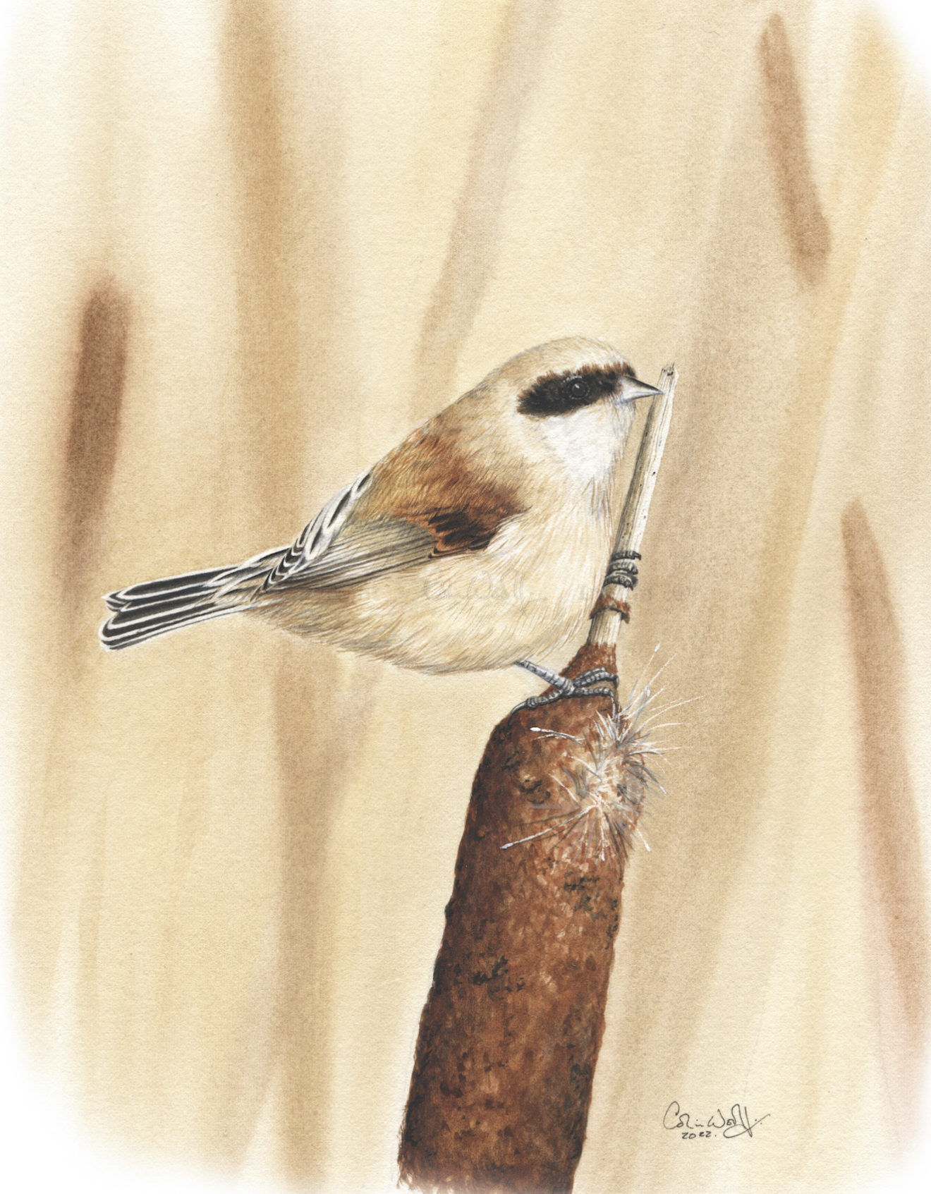 Penduline Tit – Colin Woolf Fine Art