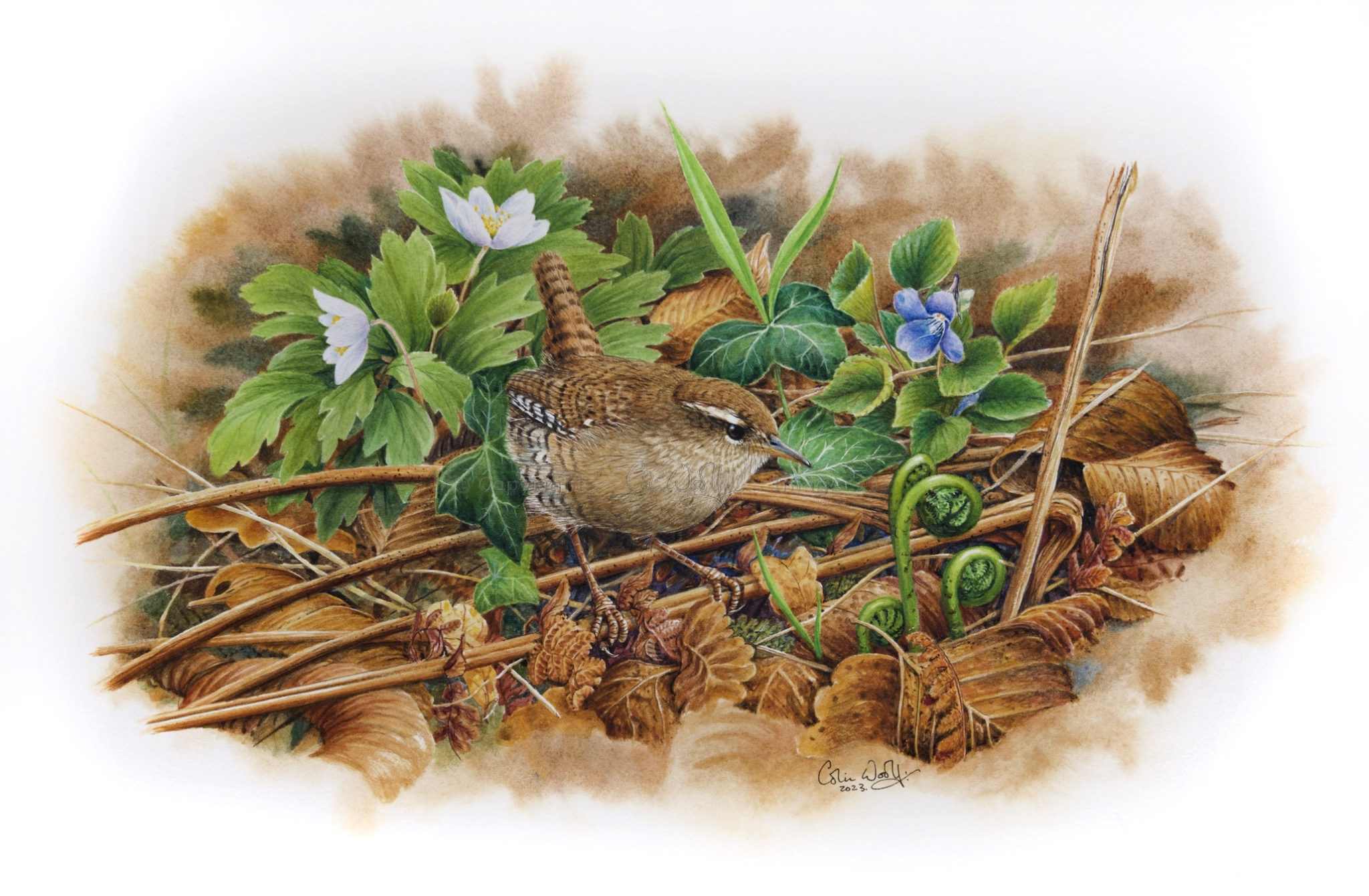 ‘The King of Birds’ – wren and wildflowers – Colin Woolf Fine Art