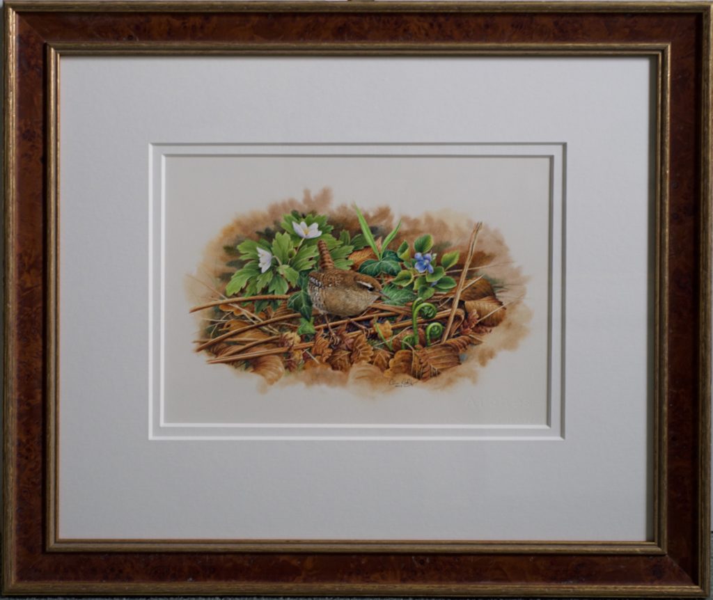 ‘The King of Birds’ – wren and wildflowers – Colin Woolf Fine Art